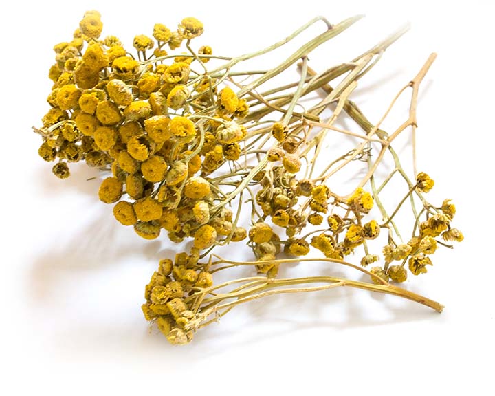 Dried Tansy Flower - Craft, Candles, Soap, Confetti – GreenHeart Store